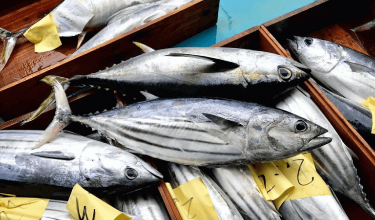 High frozen skipjack tuna prices are impacting global market - Meksea ...