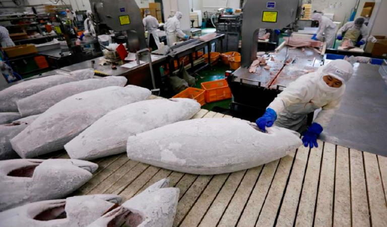 Yellowfin tuna prices have reached their highest level since June 2023 ...