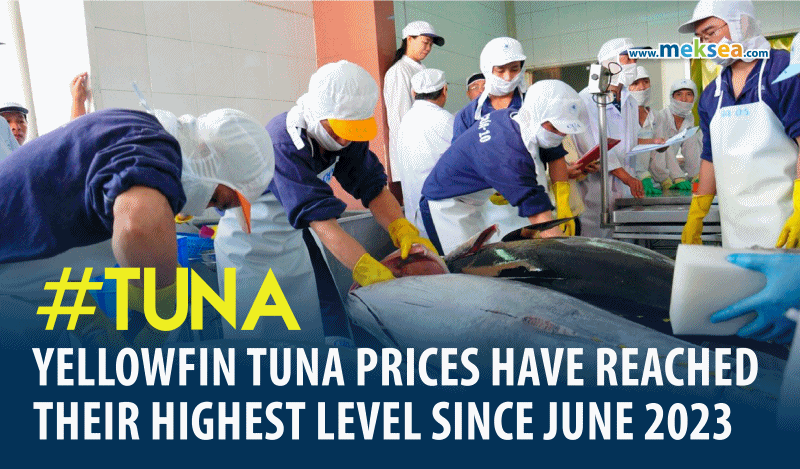 Yellowfin tuna prices have reached their highest level since June 2023 ...