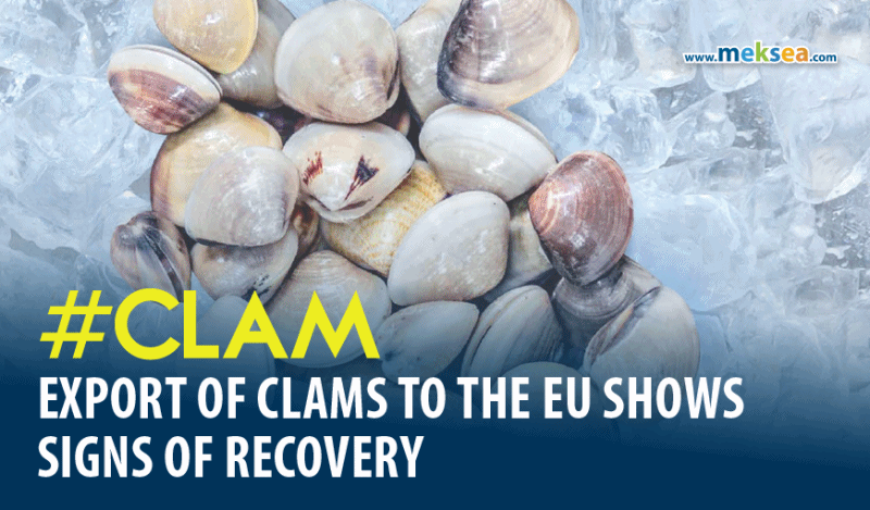 Export of Clams to the EU Shows Signs of Recovery - Meksea - High ...