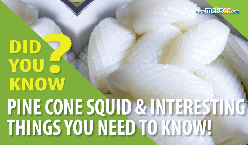Did you know: Pine Cone Squid and Interesting Things You Need to Know ...
