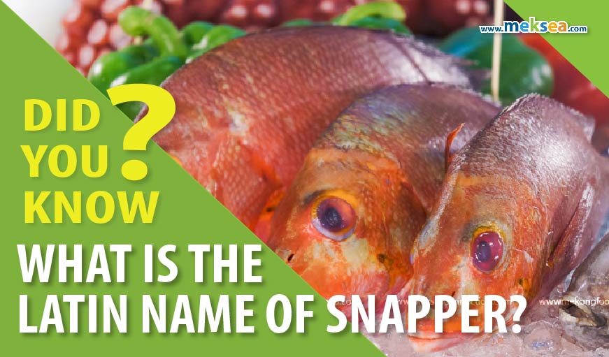 What is the Latin name of Snapper? - Meksea - High Quality Frozen ...